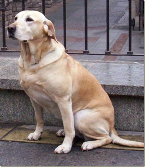 Ejercicios de Adiestramiento Canino | Secretos del Adiestramiento ...